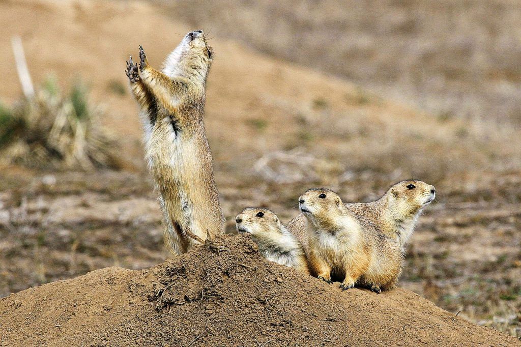 Prairie Dog Hunting Techniques for Different Conditions - Web Magazine ...