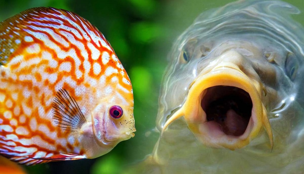 Spotting Signs of Stress and Disease in Aquarium Fish - Web Magazine Today