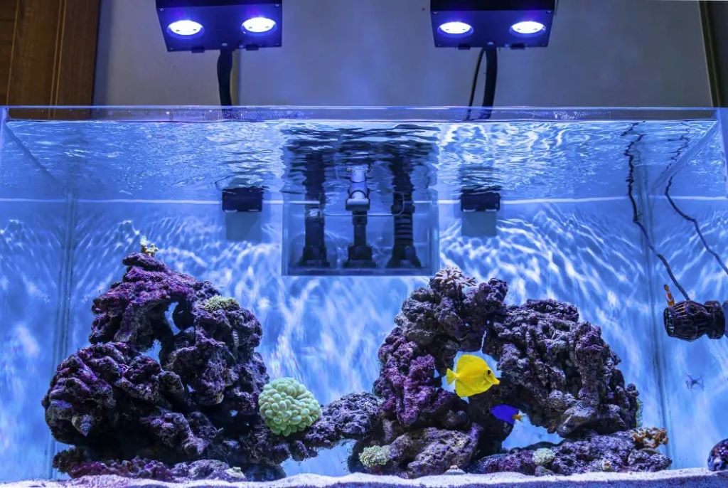 Reef Tank Checklist: Essential Item for Beginners and Experts - Web ...
